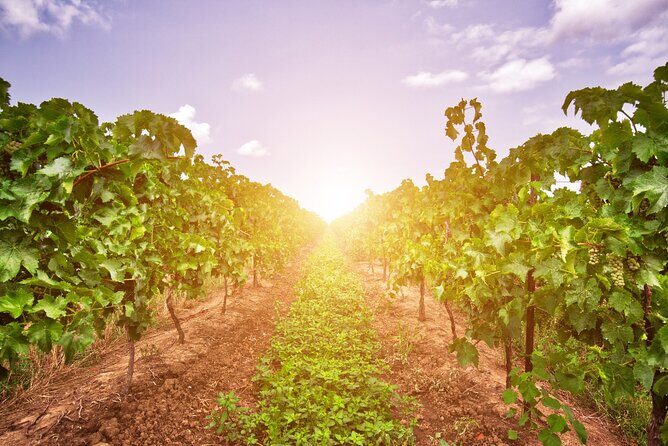 Half-Day Private Niagara County Wine Tour Experience - Key Points