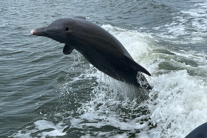 Half Day Private Shelling Dolphin EcoTour in 10 000 Island Marco - Key Points