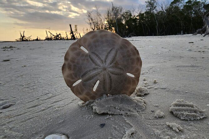 Half Day Private Shelling Dolphin EcoTour in 10 000 Island Marco - Why this Tour Stands Out
