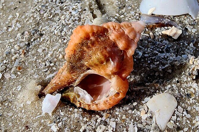Half Day Private Shelling Dolphin EcoTour in 10 000 Island Marco - Who Should Consider This Tour?