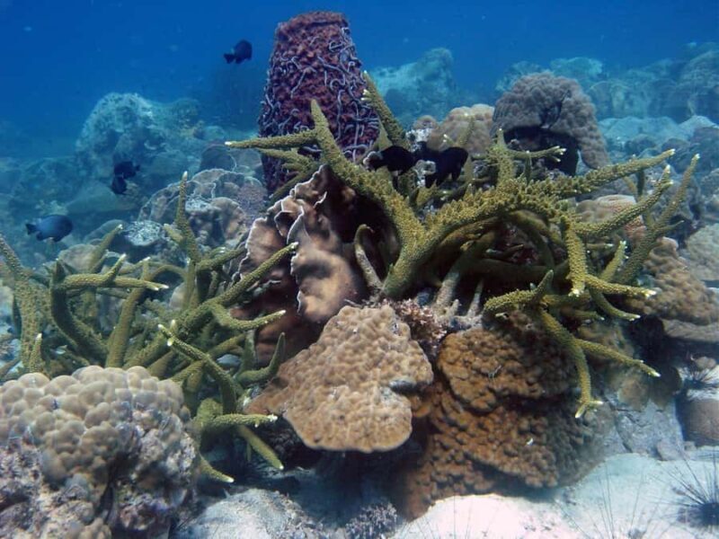 Half-Day private Snorkeling Adventure on a Speedboat - Practicalities & Considerations