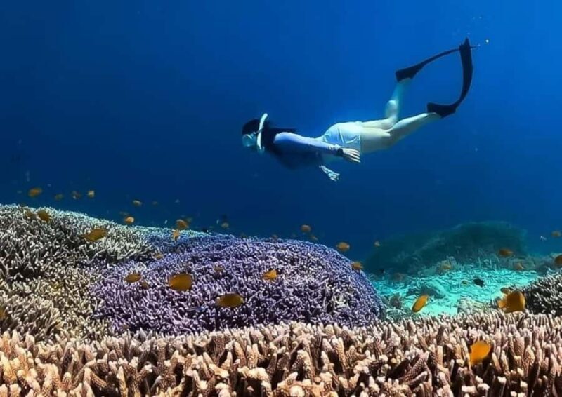 Half Day Private Snorkeling Swim With Turtles Free Gopro - Who Will Love This Tour?