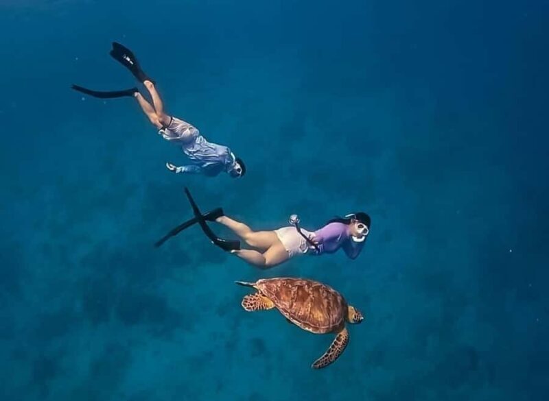 Half Day Private Snorkeling Swim With Turtles Free Gopro - The Sum Up
