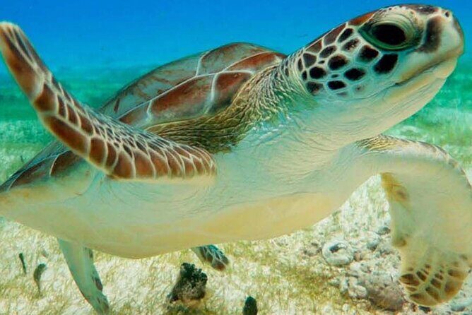 Half Day Private Snorkeling with Turtles and Majestic Cenotes - A Thoughtful Look at the Half Day Private Snorkeling with Turtles and Majestic Cenotes Tour