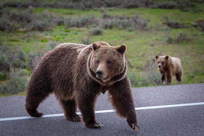 Half Day Private Sunset Wildlife Safari - The Landscape and Wildlife: What You Might See