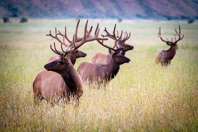 Half Day Private Sunset Wildlife Safari - FAQs