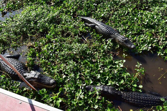 Half Day Private Swamp Experience in Louisiana - The Sum Up: Who Is This Tour Right For?