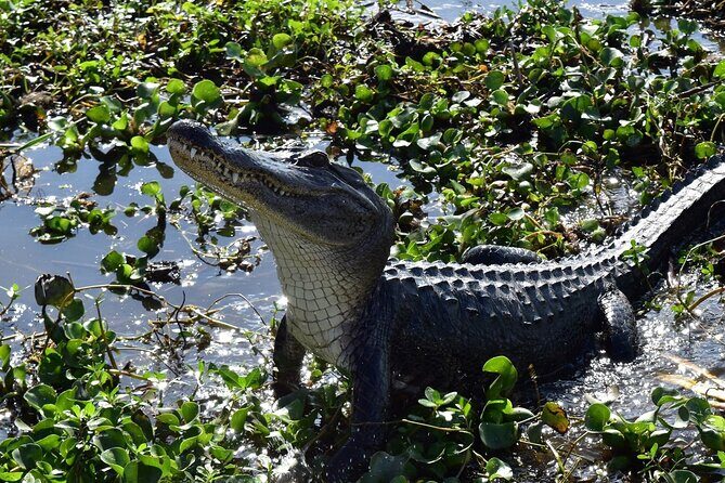 Half Day Private Swamp Experience in Louisiana - FAQ