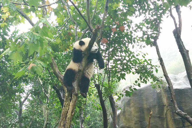 Half Day Private Tour: Chengdu Research Base of Giant Panda Breeding - Frequently Asked Questions