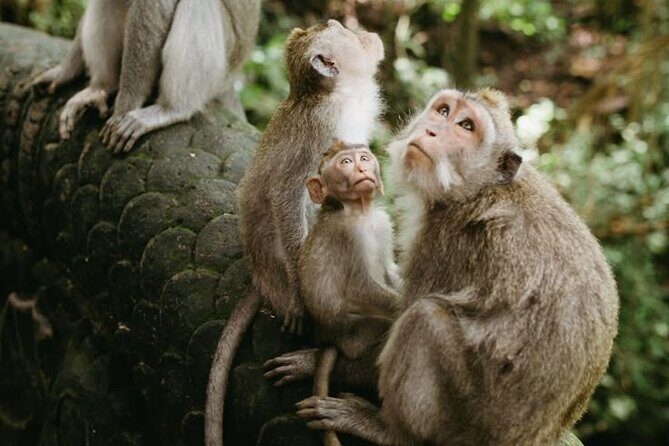 Half Day Private Tour in Ubud - The Practical Side: Transportation, Timing, and Value