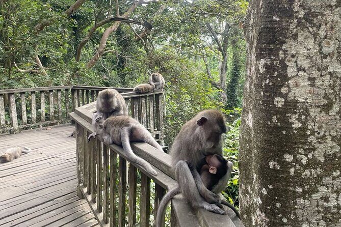 Half Day Private Tour in Ubud - Who is This Tour Best For?