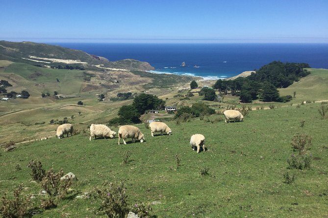 Half day Private Tour of Dunedin City Highlights and Peninsula Scenery - The Sum Up