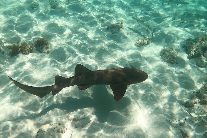 Half Day Private Tour to Islamorada Alligator Reef and Sandbar - The Boat & Guide: Comfort & Knowledge