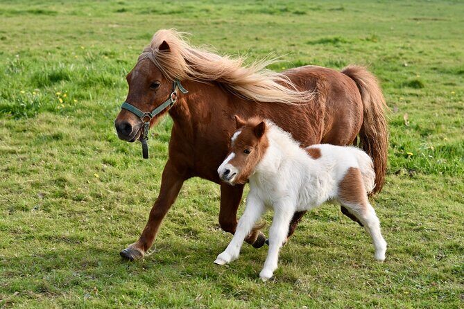 Half Day Private Tour with Puffins, Ponies and Past Shetland - Key Points