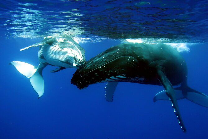 Half Day Private Whale Watching in Moorea - Authentic Feedback and Highlights