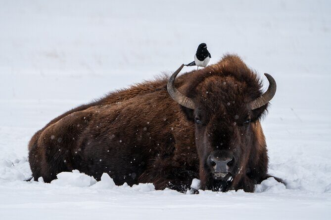 Half Day Private Wildlife Photography Tour in Yellowstone - An In-Depth Look at the Yellowstone Wildlife Photography Tour