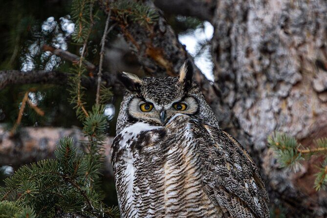 Half Day Private Wildlife Photography Tour in Yellowstone - Frequently Asked Questions