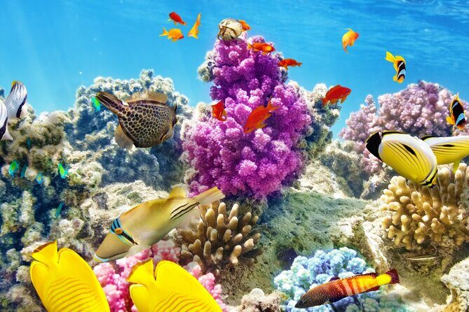 Half-Day Puerto Morelos Snorkeling Experience with Lunch - What the Reviews Reveal