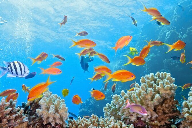 Half-Day Puerto Morelos Snorkeling Experience with Lunch - The Benefits of This Experience