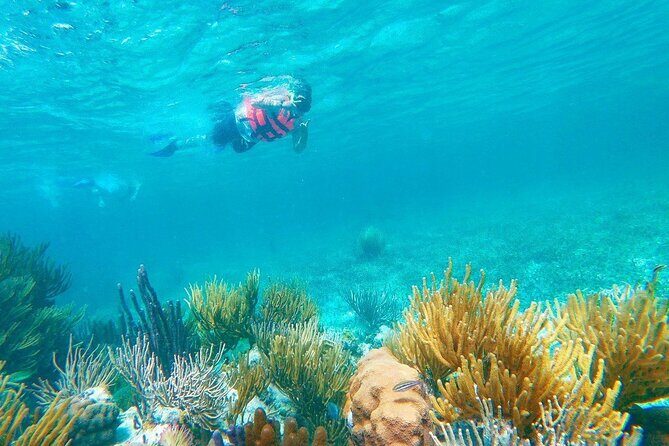 Half-Day Puerto Morelos Snorkeling Experience with Lunch - Who Will Love This Tour?