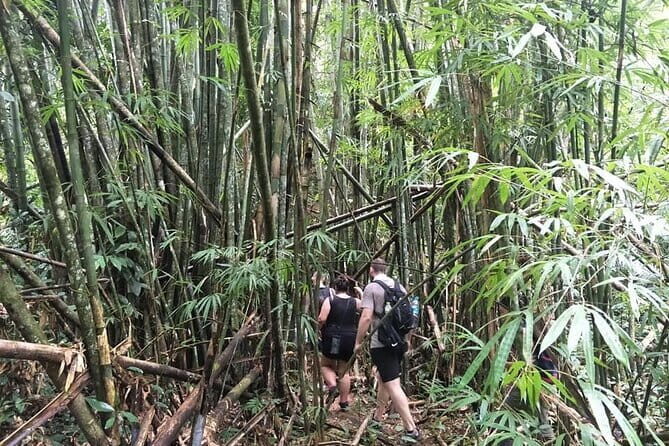 Half Day Rainforest and Waterfall Tour in Thailand - Key Points: