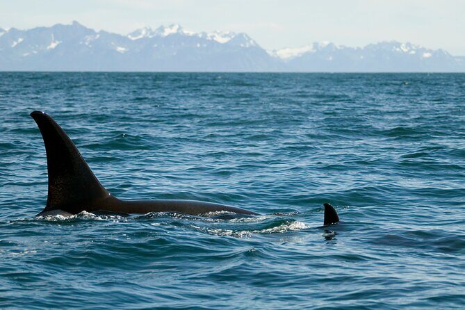 Half-day Resurrection Bay & Wildlife Tour from Seward - Authentic Reviews and Traveler Feedback