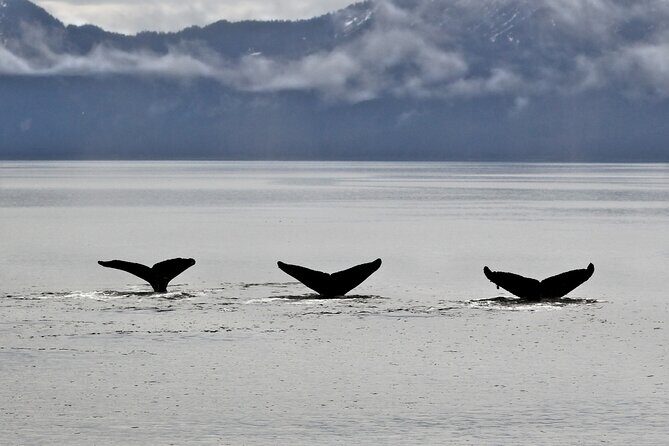 Half-day Resurrection Bay & Wildlife Tour from Seward - Final Thoughts