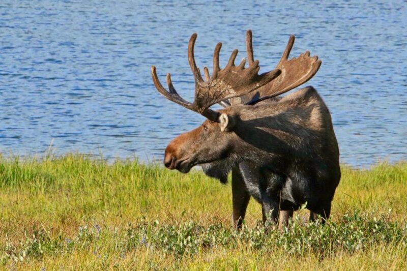 Half-Day RMNP Lakes and Meadows Tour-RMNPhotographer - FAQ