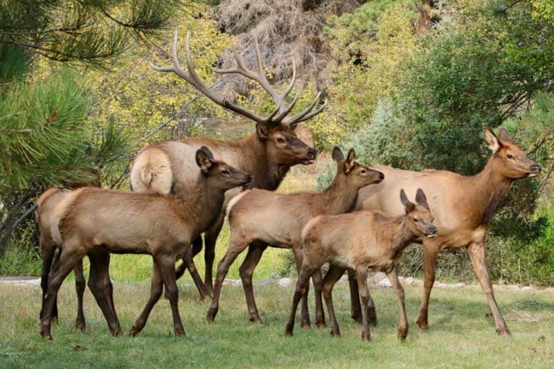 Half-Day RMNP Mountains to Sky Tour-RMNPhotographer - Why Youll Value This Experience