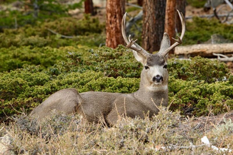 Half-Day RMNP Mountains to Sky Tour-RMNPhotographer - Wildlife Viewing and Photography