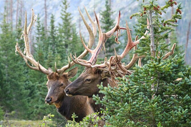 Half-Day Rocky Mountain National Park "Lake and Meadows Tour" - How About the Price and Duration?
