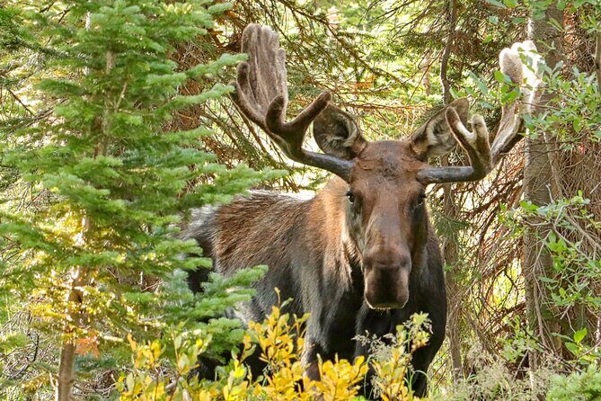 Half-Day Rocky Mountain National Park "Lake and Meadows Tour" - What Do the Reviews Say?