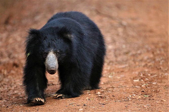 Half Day Safari at Yala National Park with Lunch - The Local Lunch