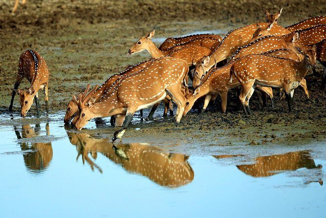 Half Day Safari at Yala National Park with Lunch - What the Tour Means for You