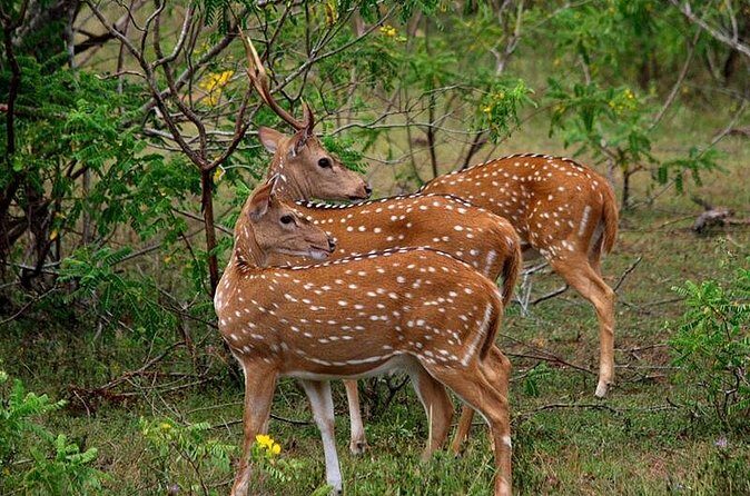 Half Day Safari in Yala National Park from Hambantota Harbor - Authenticity and Value