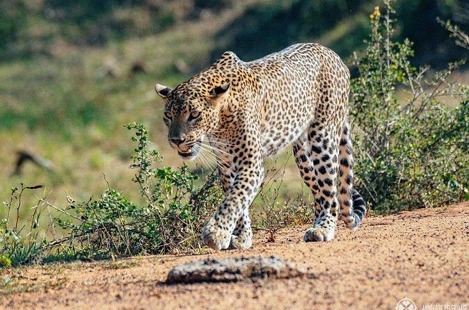 Half Day Safari in Yala National Park from Hambantota Harbor - The Two Sides of the Coin: Reviews and Real Experiences