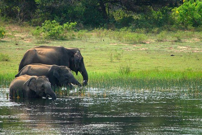Half Day Safari in Yala National Park from Hambantota Harbor - Who Would Enjoy This Tour?