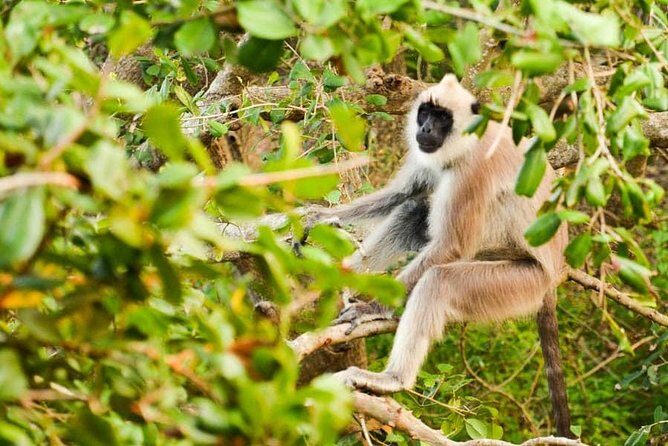 Half Day Safari in Yala National Park from Hambantota Harbor - Final Thoughts