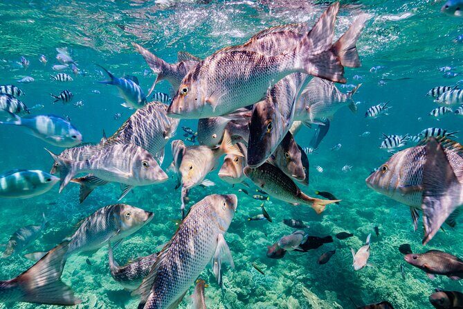 Half Day Sailing and Snorkeling Tour from Coral Bay - Price and Value: Is It Worth It?