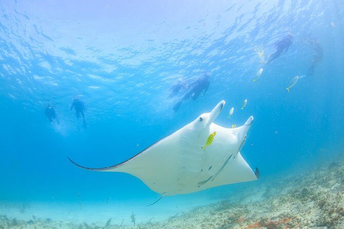 Half Day Sailing and Snorkeling Tour from Coral Bay - The Sum Up: Is This Tour Right for You?