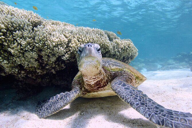 Half Day Sailing and Snorkeling Tour from Coral Bay - FAQs