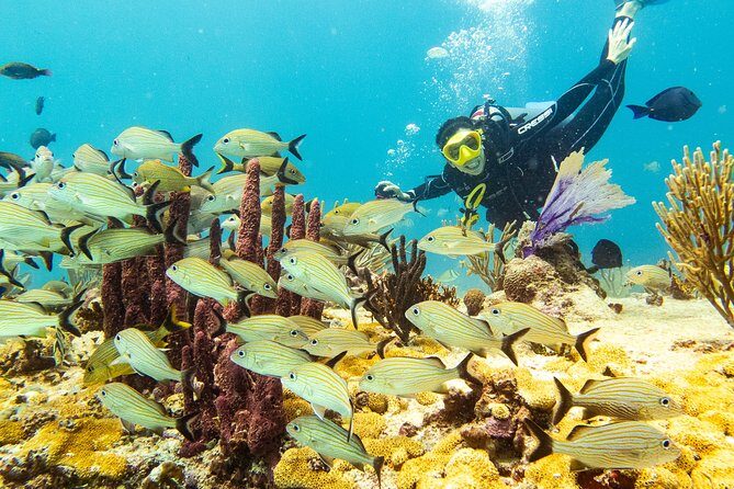 Half-Day Scuba Diving in Playa del Carmen for Small-Group - A Closer Look at What the Tour Offers