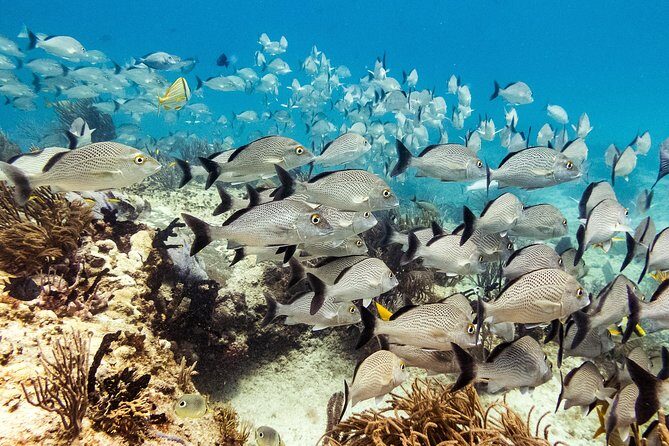 Half-Day Scuba Diving in Playa del Carmen for Small-Group - FAQs