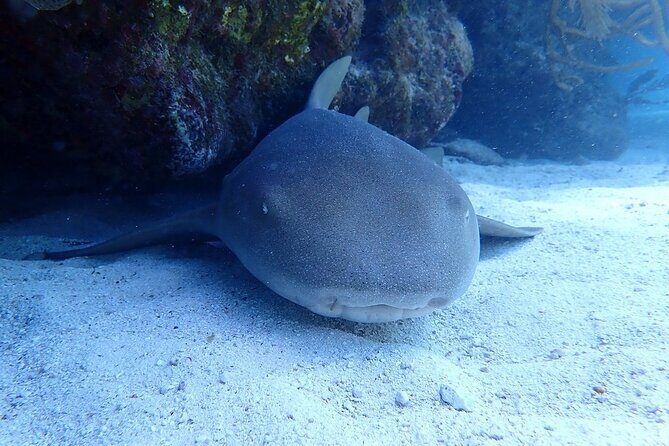 Half Day Scuba Diving Trip in the Florida Keys - Who This Tour Is For