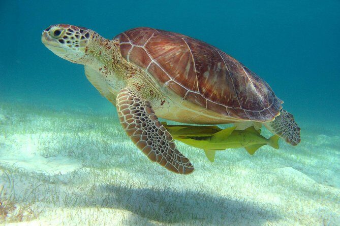 Half-Day Sea Turtle and Cenote Snorkeling Tour from Cancun & Riviera Maya - What’s Included and What to Expect