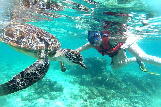 Half-Day Sea Turtle and Cenote Snorkeling Tour from Cancun & Riviera Maya - FAQ