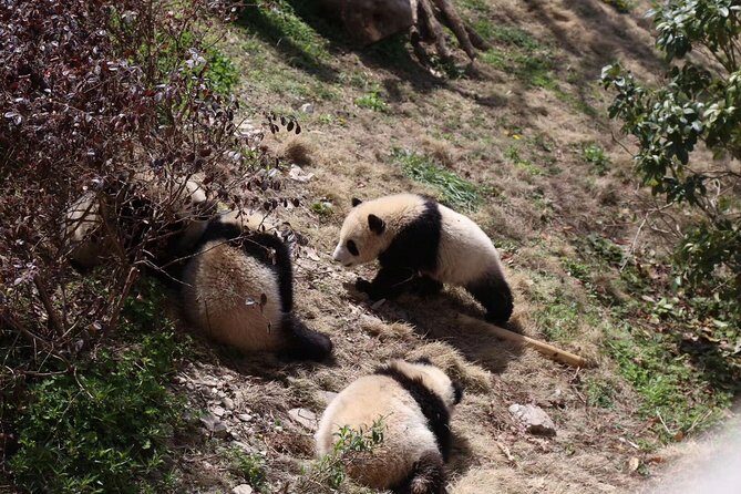 Half-Day Self-Guided Chengdu Panda Research Base Tour - Final Thoughts