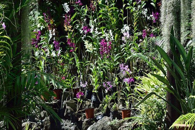 Half Day Sightseeing - Wonders of Nadi Tour - Introduction