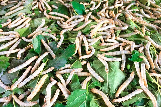 Half Day Silk Island Cruise and Tours with English speaking guide - The Sum Up