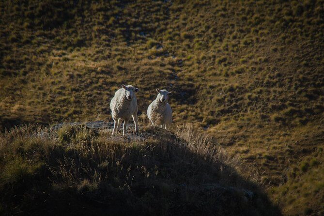 Half Day Skippers Canyon Queenstown Private Photography Adventure - Stops and Scenery